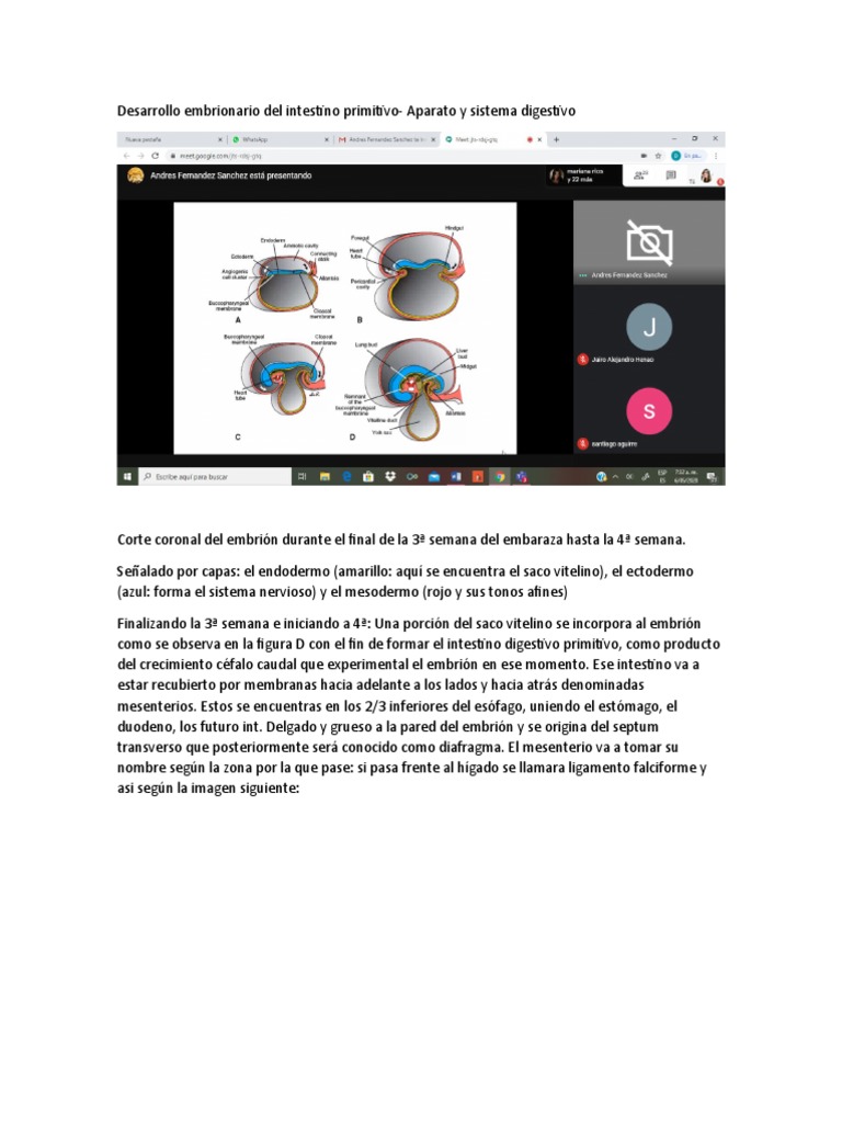 Desarrollo Embrionario Del Intestino Primitivo | PDF | Sistema ...
