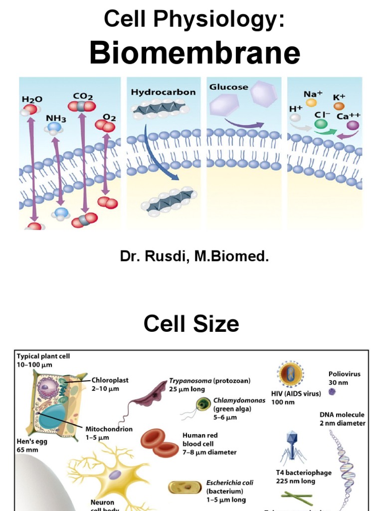 Biomembrane: Dr. Rusdi, M.Biomed | PDF | Cell Membrane | Cell (Biology)