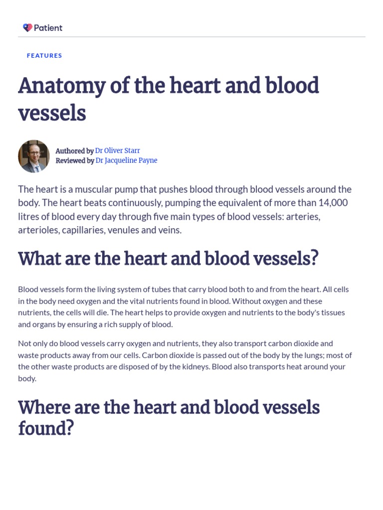 Anatomy of The Heart and Blood Vessels - Patient | PDF