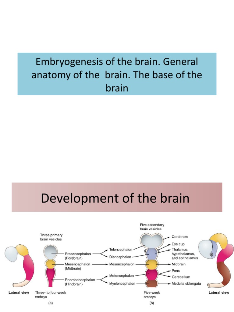 Embryogenesis of The Brain | PDF
