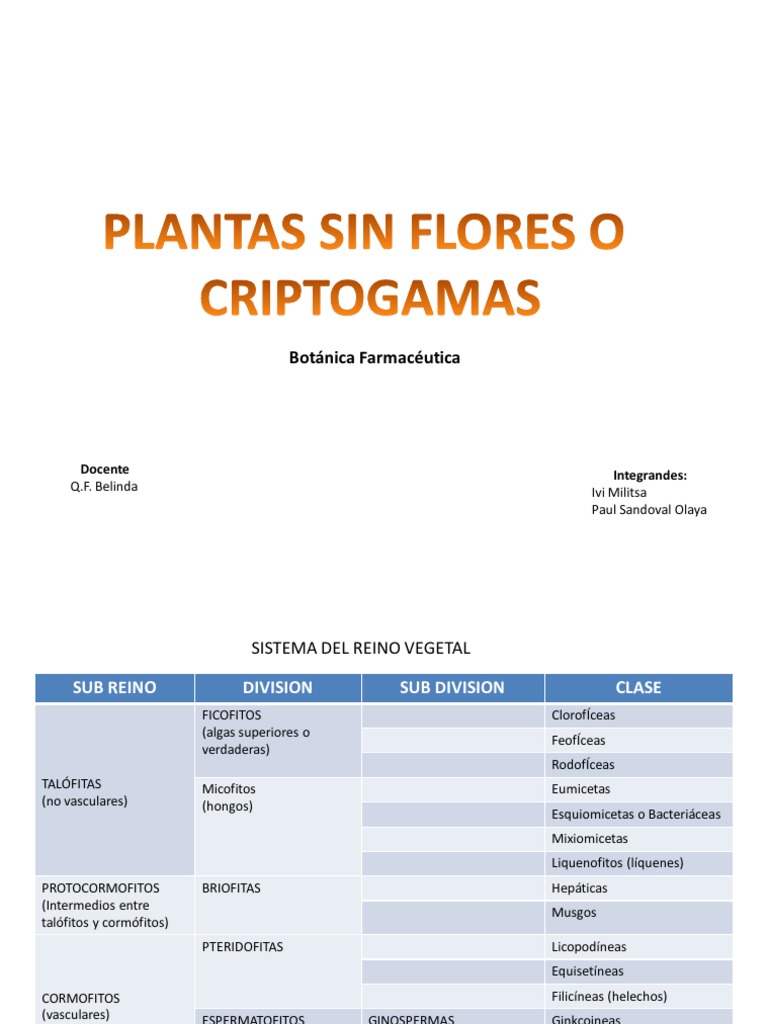 Cuadro Comparativo de Criptogamas | PDF
