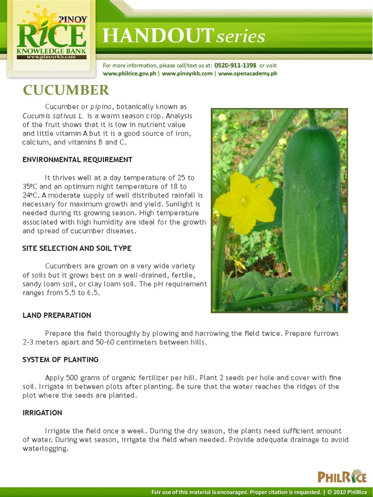 Cucumber: Cucumis Sativus L. Is A Warm Season Crop. Analysis | PDF ...