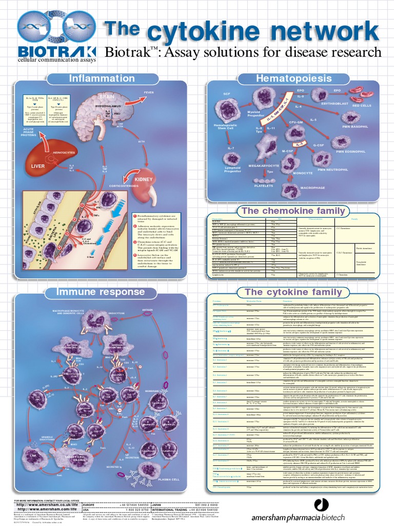 Biotrak: Assay Solutions For Disease Research: Cytokine Network | PDF ...