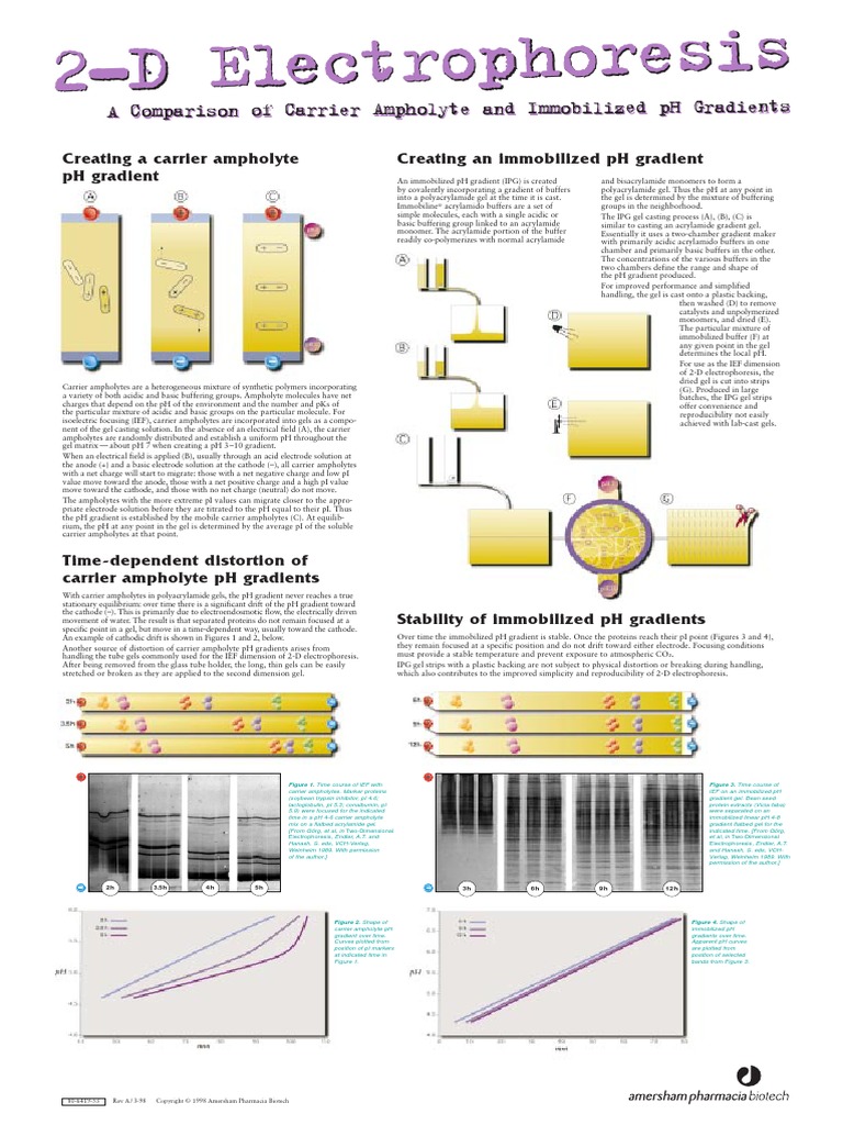 Carrier Ampholytes and PH Gradient Comparison | PDF | Chemistry ...
