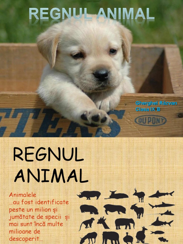 Regnul Animal | PDF
