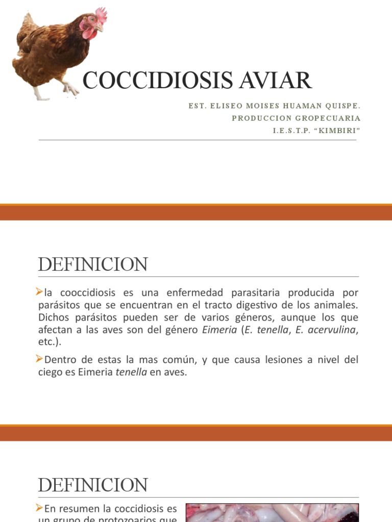 Coccidiosis Aviar | PDF | Heces | Diarrea