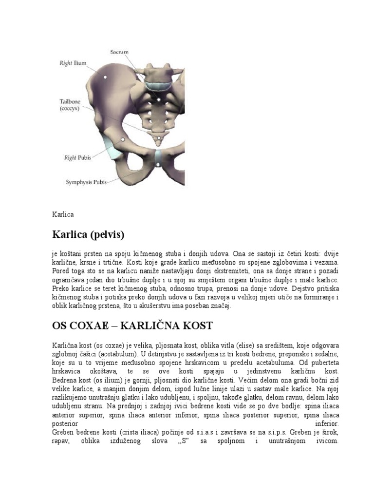Karlica PDF | PDF