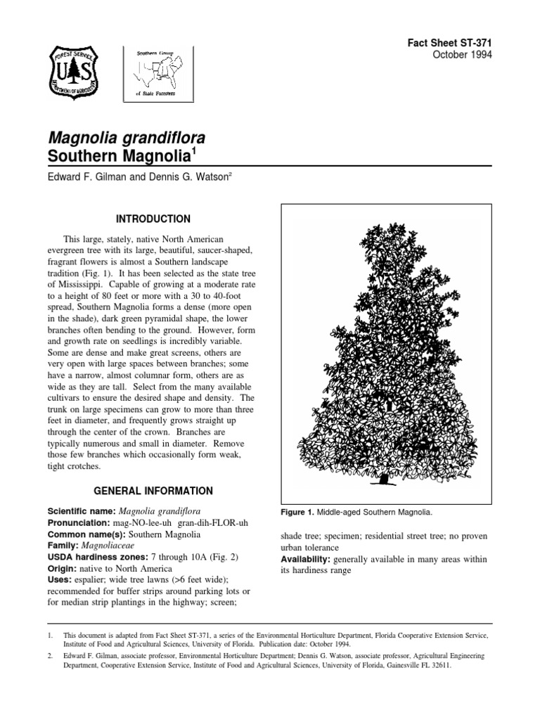A Comprehensive Guide to the Southern Magnolia Tree | PDF | Trees | Pruning