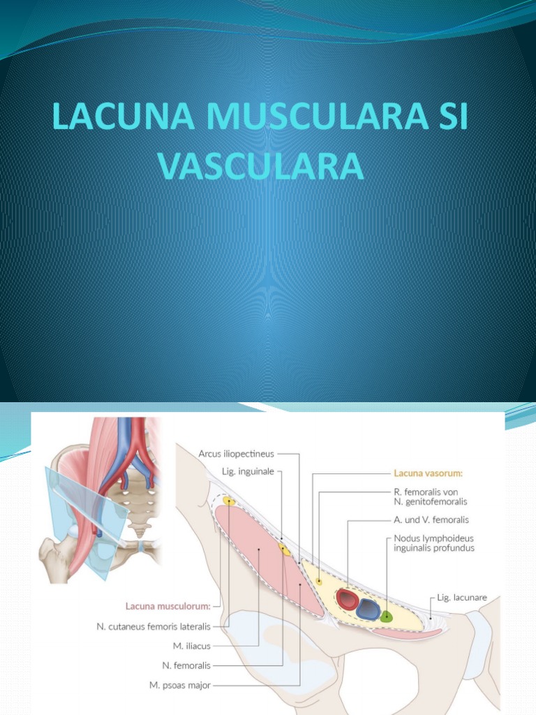 Lacuna Muscular y Vascular: Anatomía | PDF