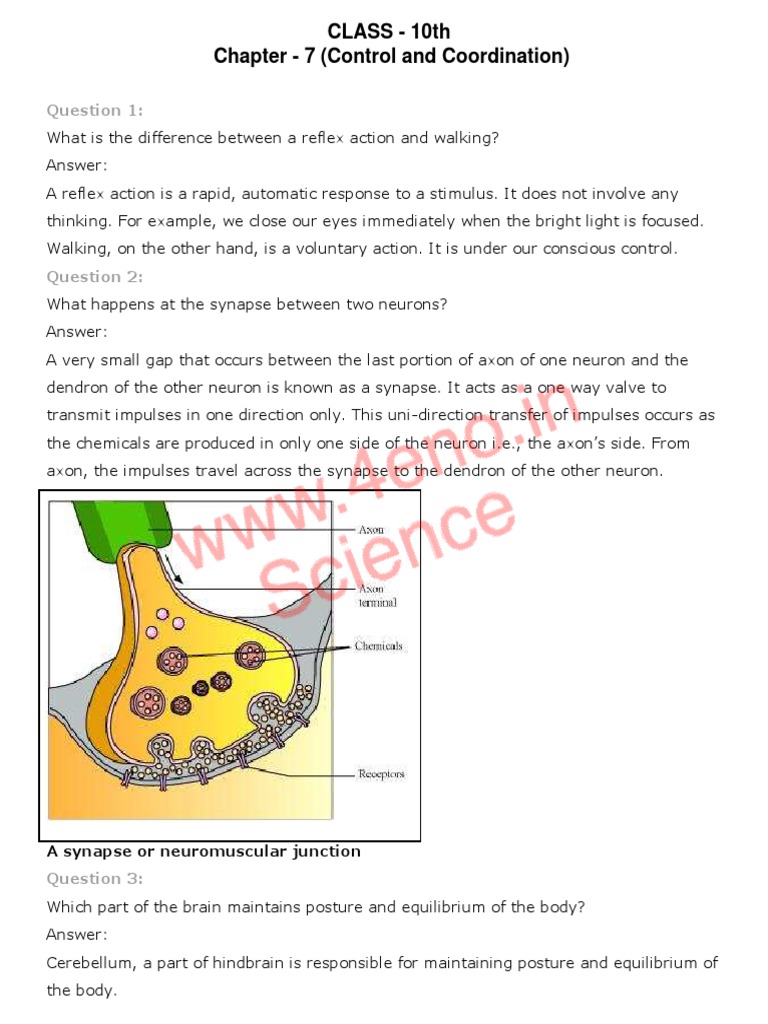 CLASS - 10th Chapter - 7 (Control and Coordination) : A Synapse or ...