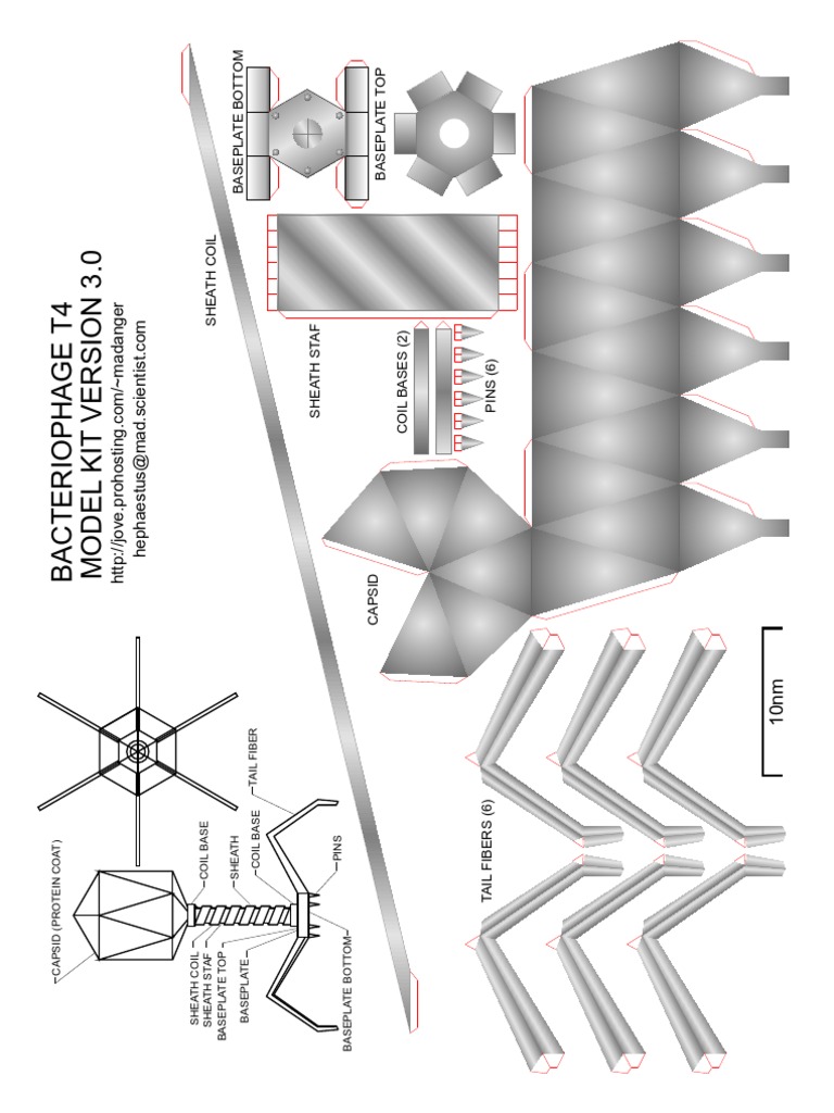 Paper Bacteriophage | PDF