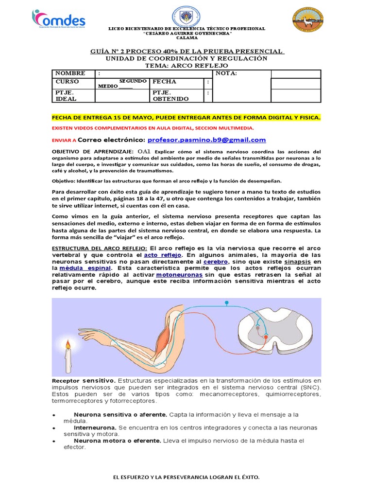 Guía #2 Arco Reflejo | PDF | Sistema nervioso | Sistema nervioso central