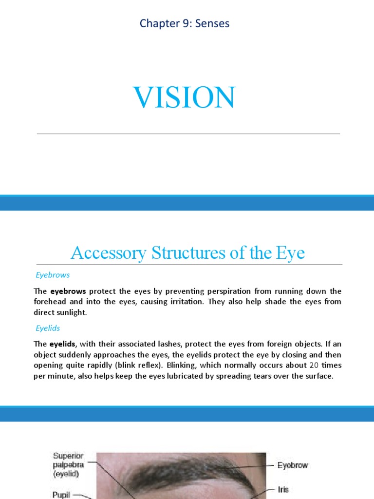 Vision: Chapter 9: Senses | PDF | Eye | Retina
