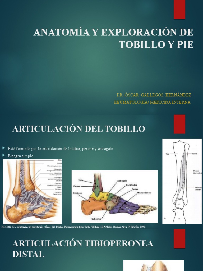 Anatomía y Exploración Articular de Tobillo y Pie | PDF | Pie | Tobillo