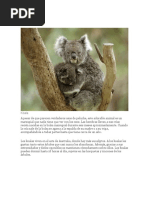 Anatomía y Fisiología de Koalas | PDF | Coala