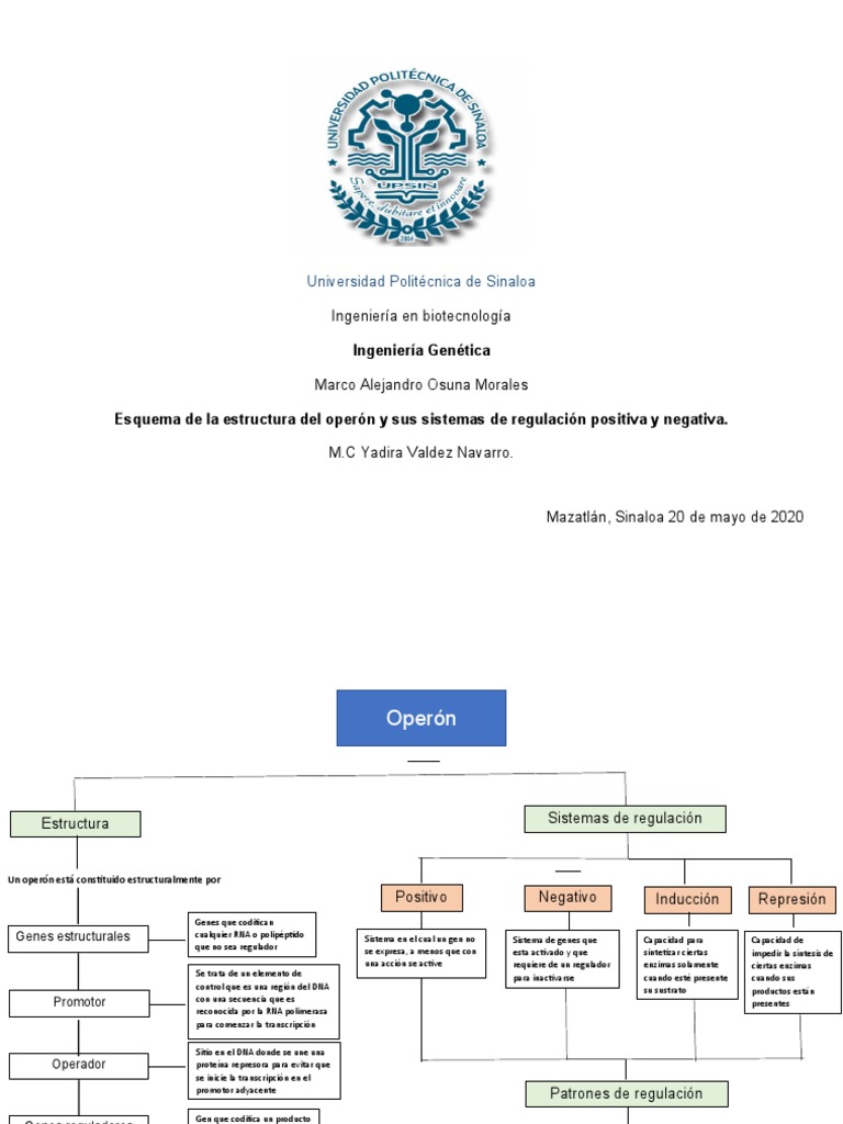 Esquema Estructura Operon y Sistemas de Regulacion - Osuna Morales ...
