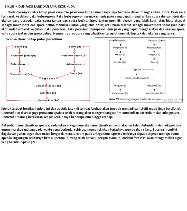 Siklus Hidup Paku Rane & Ekor Kuda | PDF | Griya & Taman | Sains ...