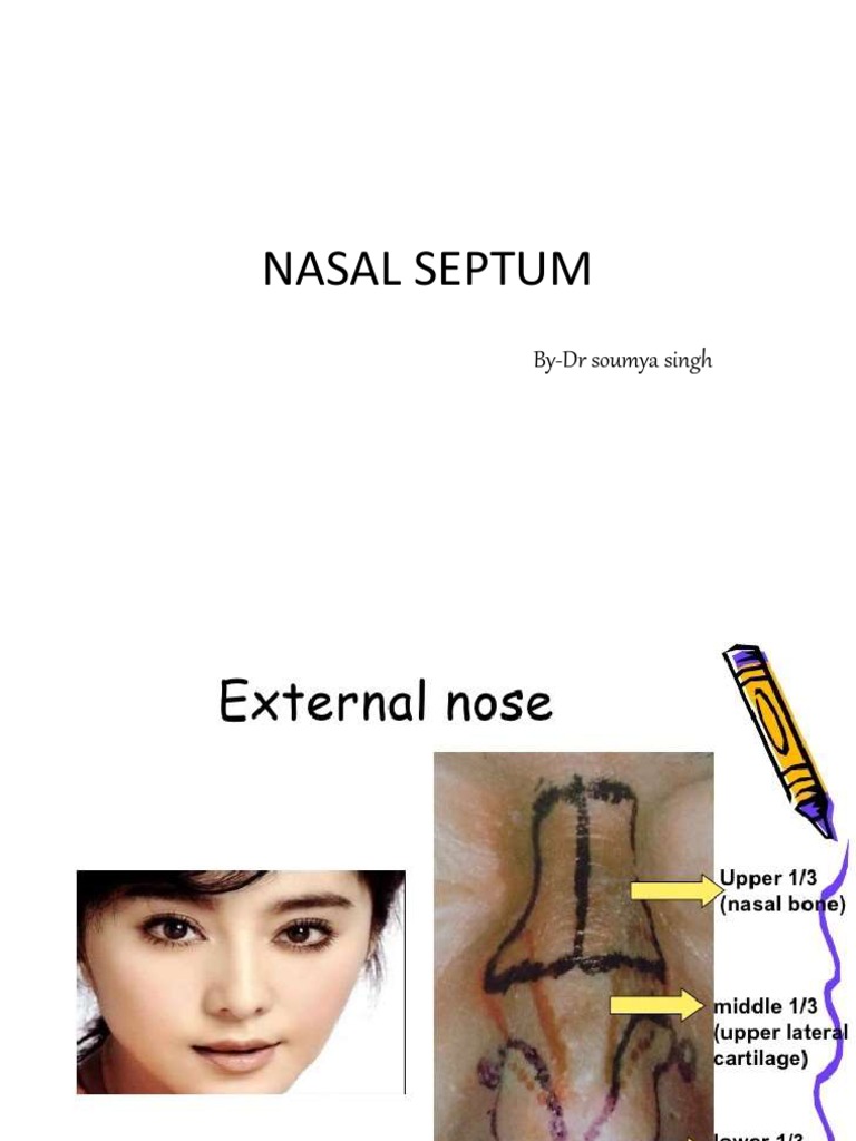 Understanding the Anatomy and Clinical Presentation of the Nasal Septum ...