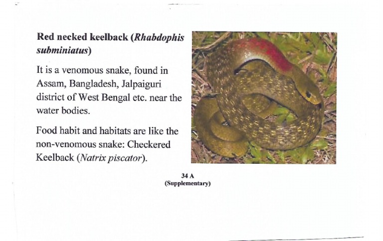Snakes of Bengal Supplementary Page | PDF