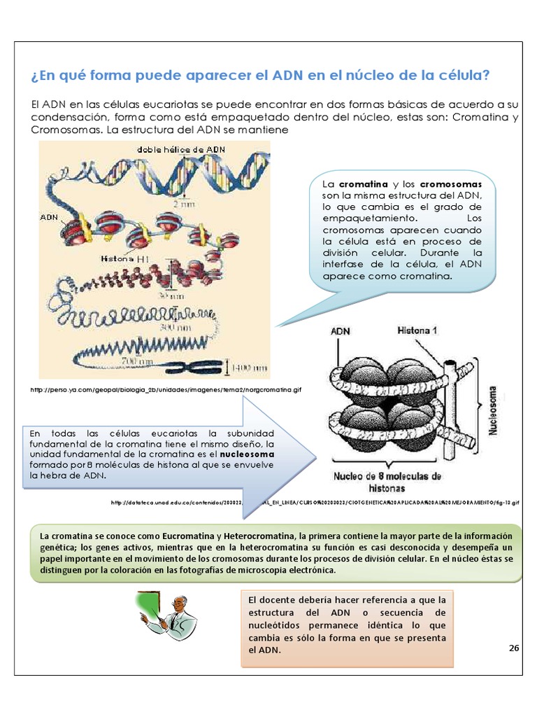 En Que Forma Puede Aparecer El ADN | PDF | Cromatina | Cromosoma