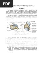 Anatomía del Maléolo Interno del Tobillo | PDF | Tobillo | Anatomía del ...