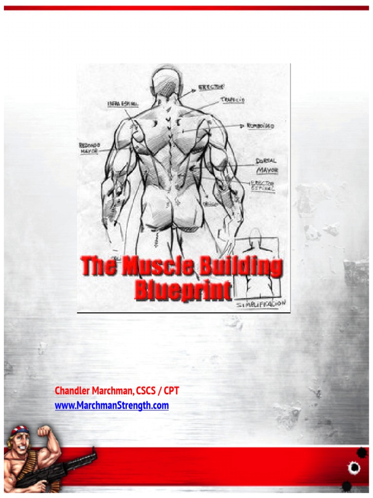 Muscle Building Blueprint | PDF