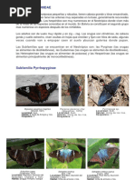 Triptico Insectos | PDF | Insectos | Araña