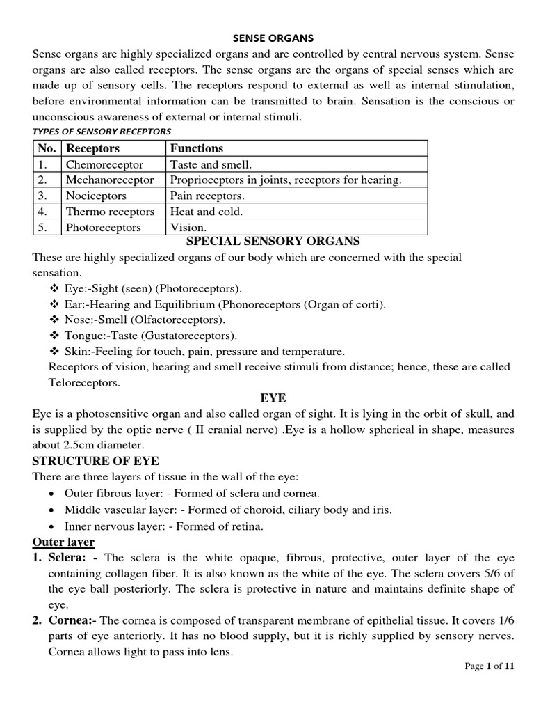 Sensory Organs | PDF | Ear | Human Nose