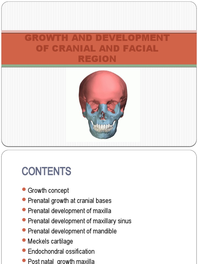 Prenatal Craniofacial Development Overview | PDF | Skull ...