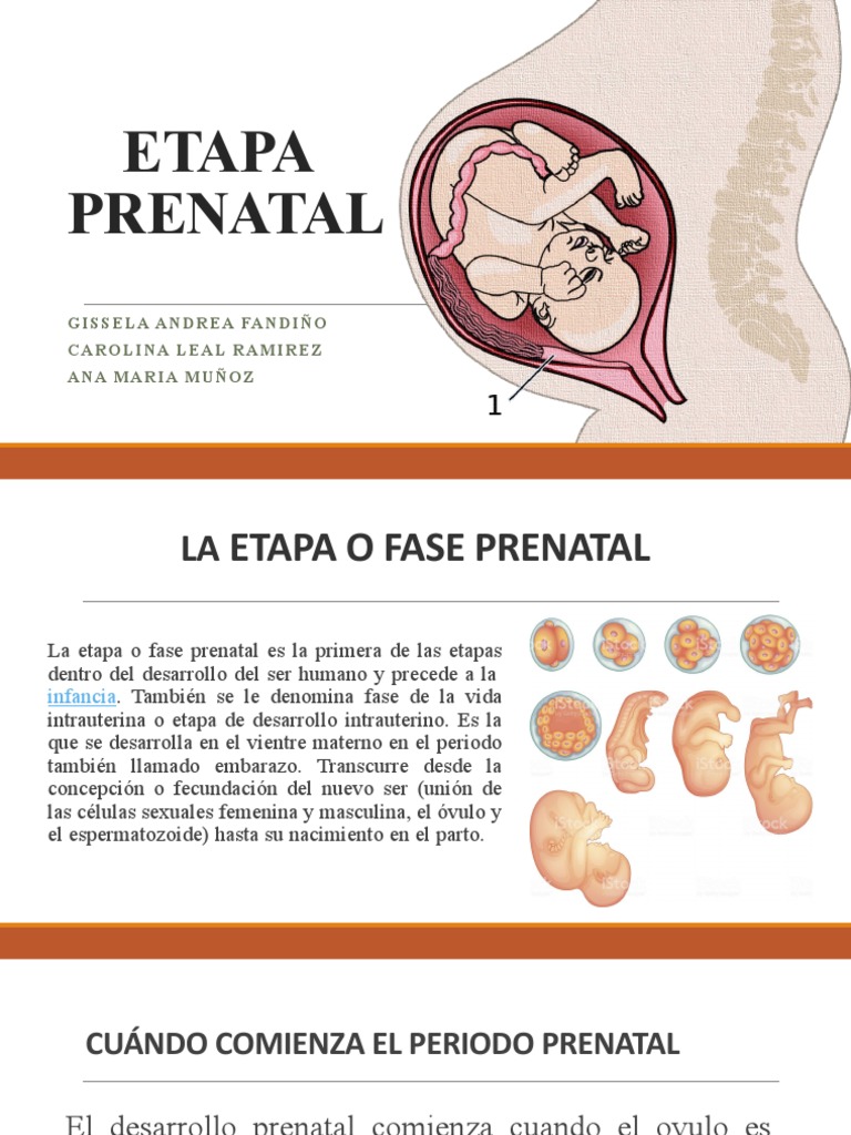 Etapa Prenatal | PDF | Desarrollo prenatal | Biología del desarrollo