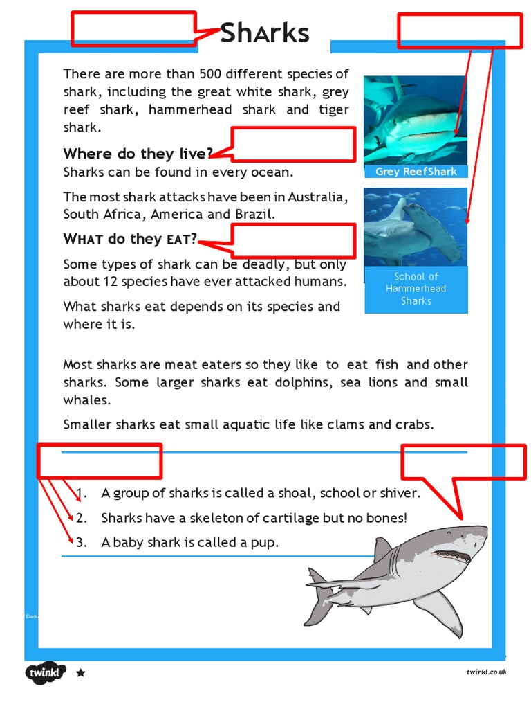 Worksheet Shark Report | PDF | Home & Garden