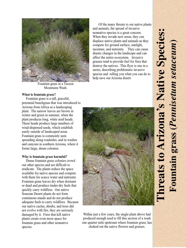 Fountain Grass Fact Sheet | PDF | Invasive Species | Landscape