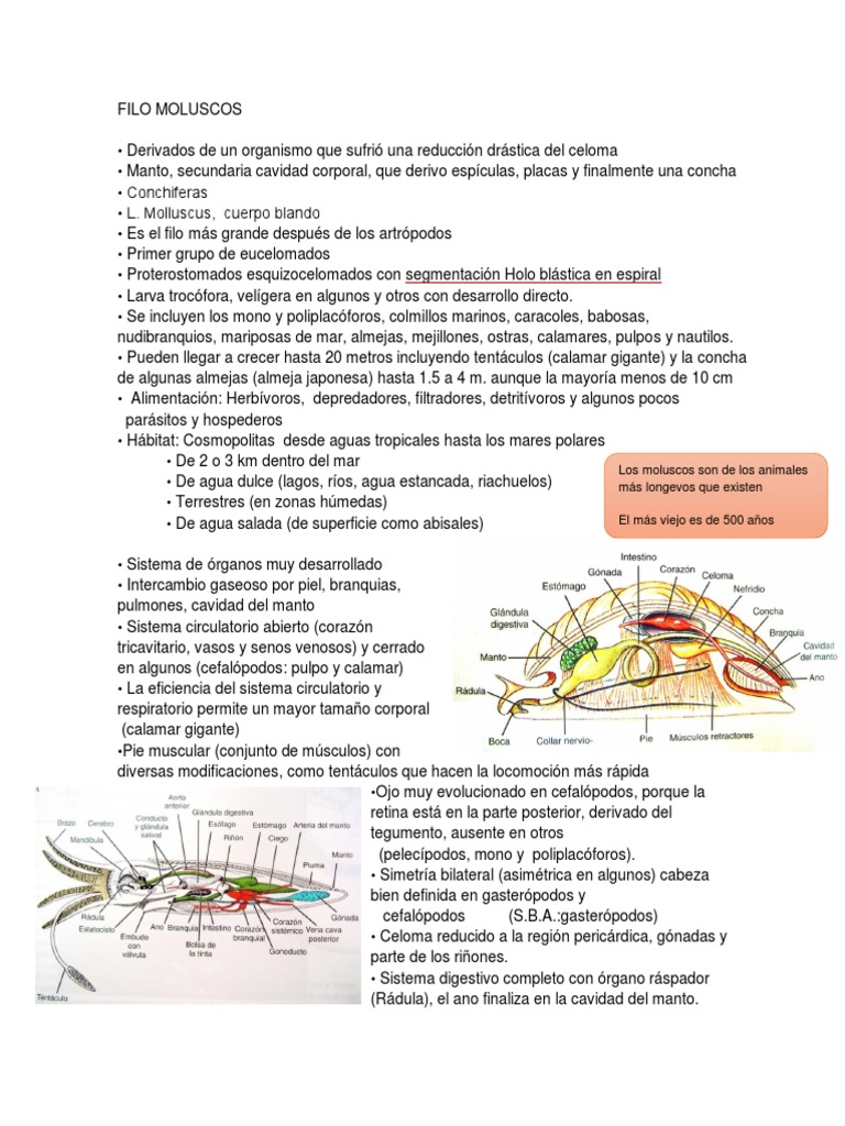 Filo Moluscos | PDF | Moluscos | Pulpo
