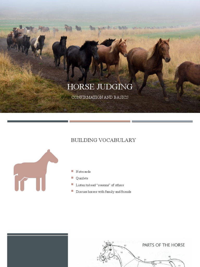 Horse Judging Basics and Vocabulary | PDF