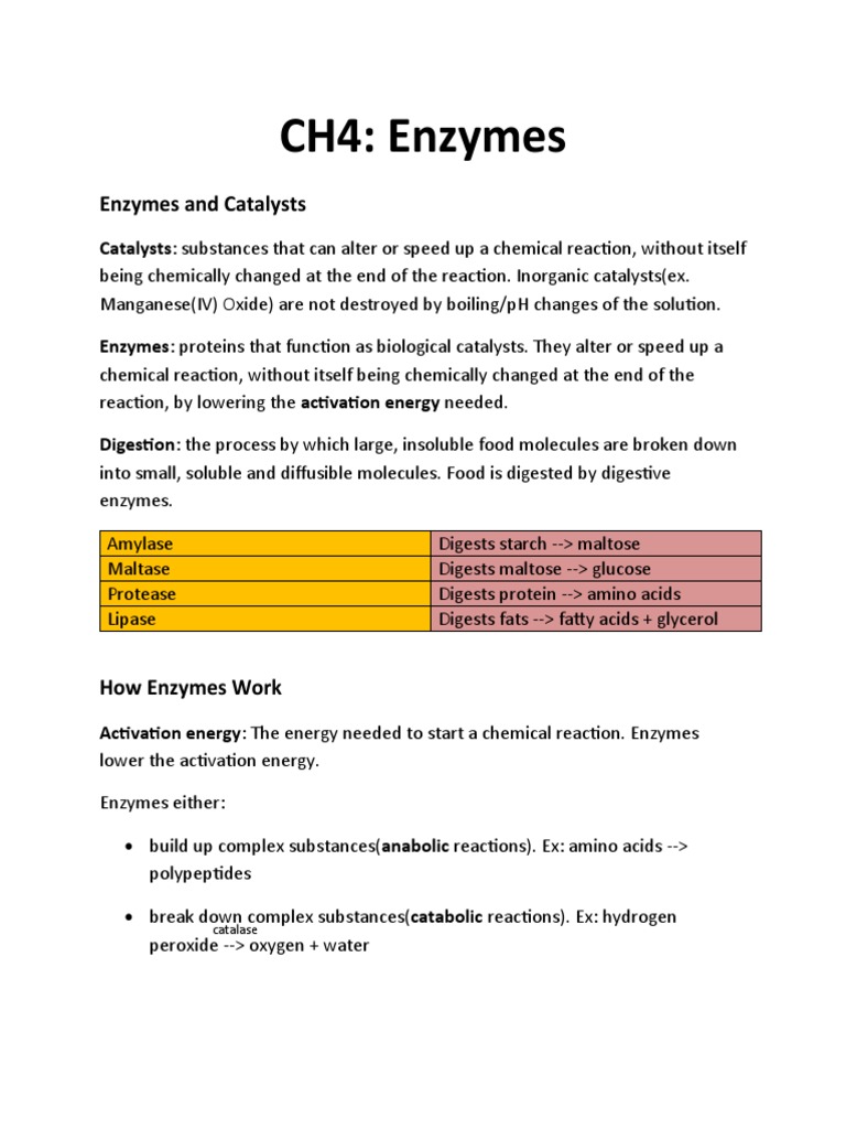 O Level Biology Notes - Enzymes | PDF | Active Site | Enzyme