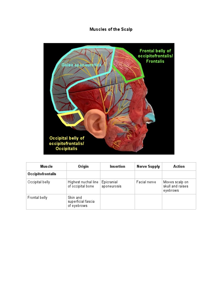 Galea Aponeurotica: Muscles of The Scalp | PDF | Human Nose | Ear