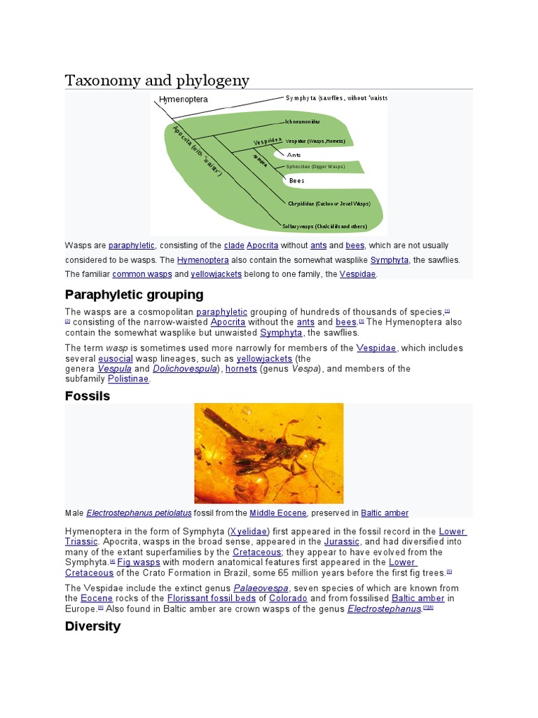 Taxonomy and Phylogeny: Paraphyletic Grouping | PDF | Wasp | Apocrita