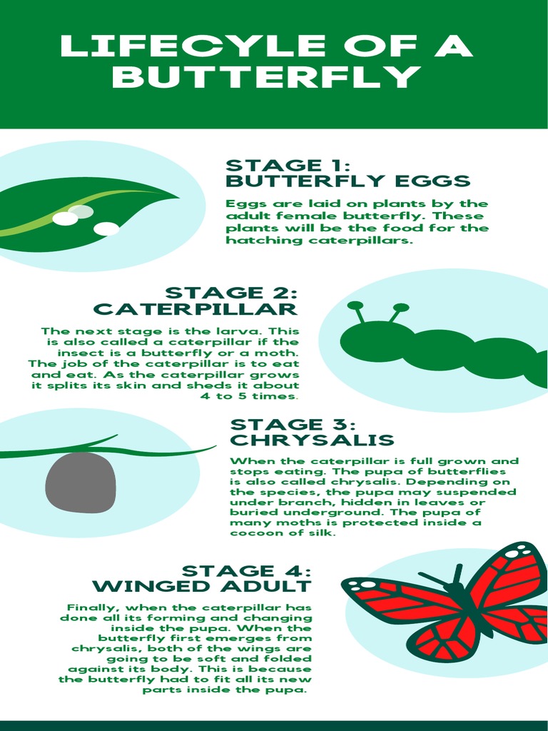 Green Illustration Butterfly Timeline Infographic Pdf