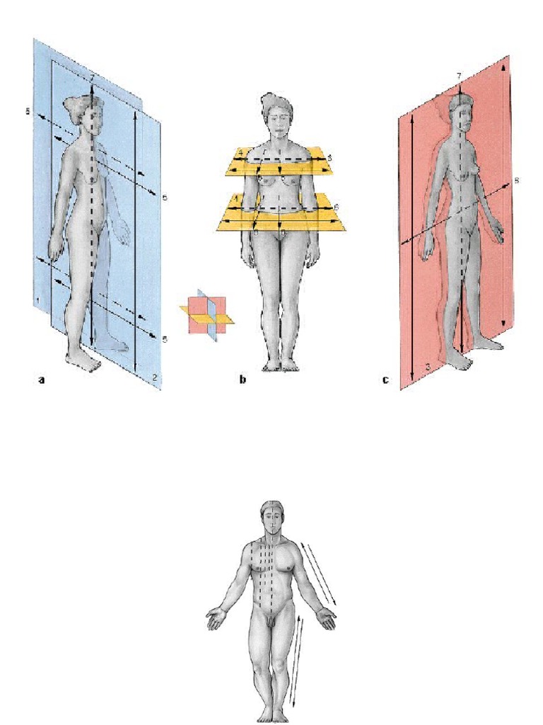 Sobotta - Atlas de Anatomia Humana (Laminas) | PDF