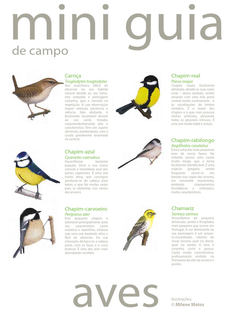Aves Miniguia | PDF | Aves | Paravianos