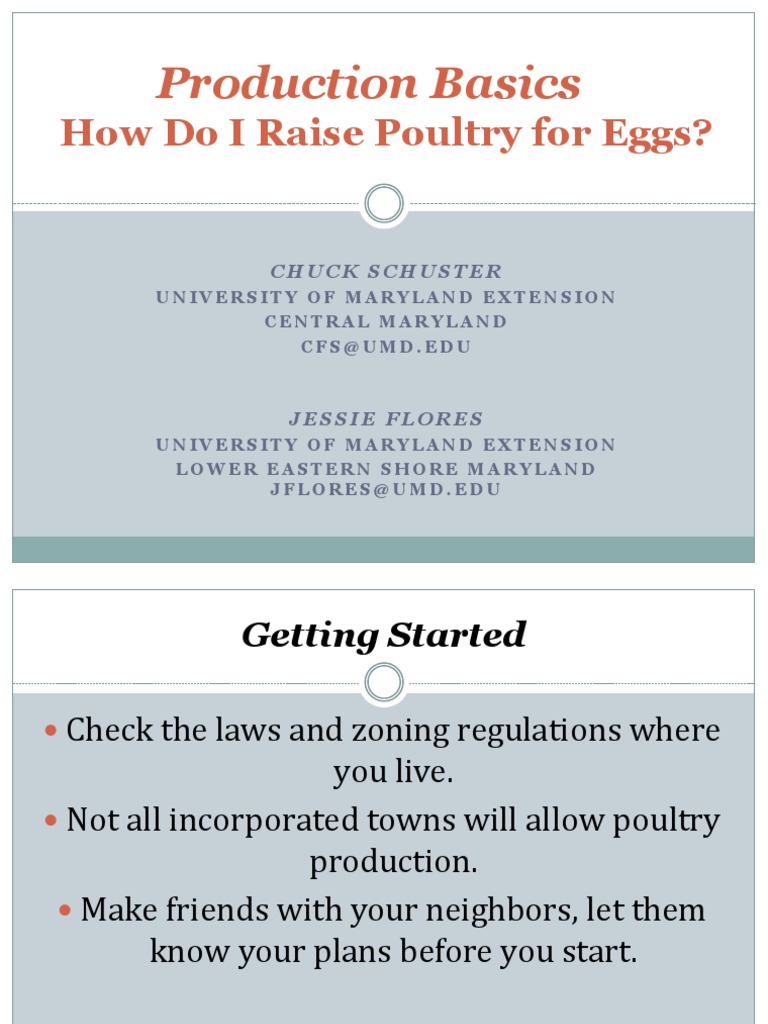 Egg Production Basics PDF | PDF | Chicken | Birds
