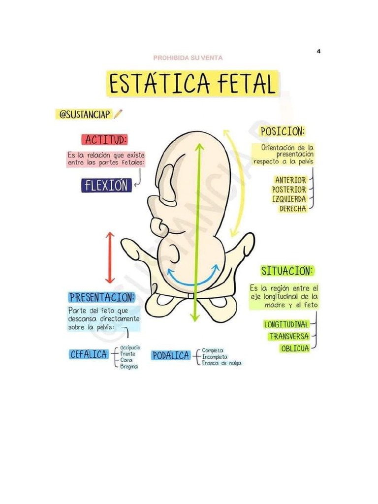 Estatica Fetal | PDF