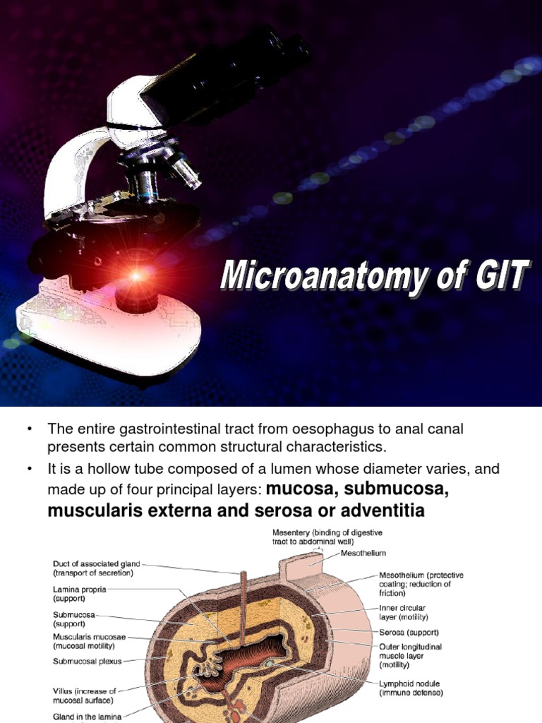 Microanatomy of GIT 1 | PDF | Liver | Stomach