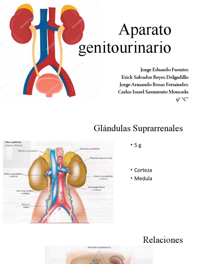 Aparato Genitourinario | PDF