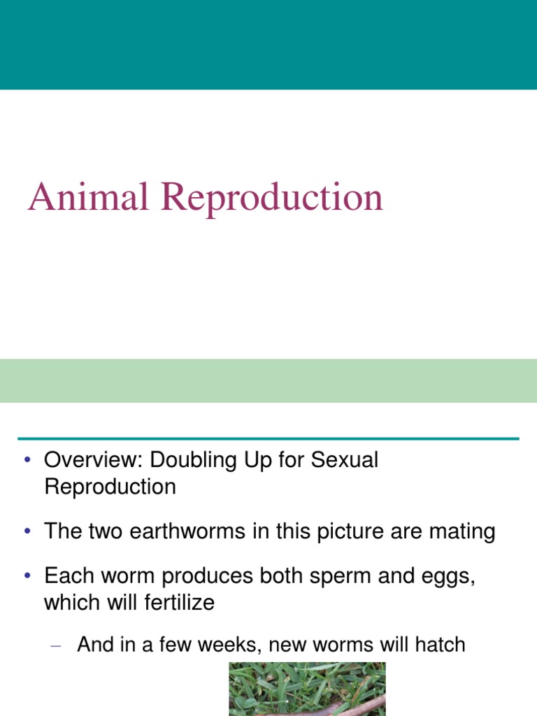46 Animal Reproduction | PDF | Menstrual Cycle | Luteinizing Hormone