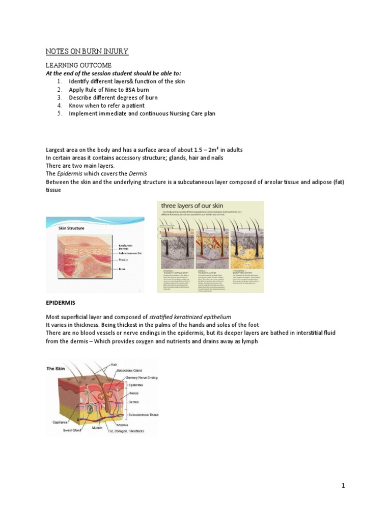 Integumentary System | PDF | Burn | Skin