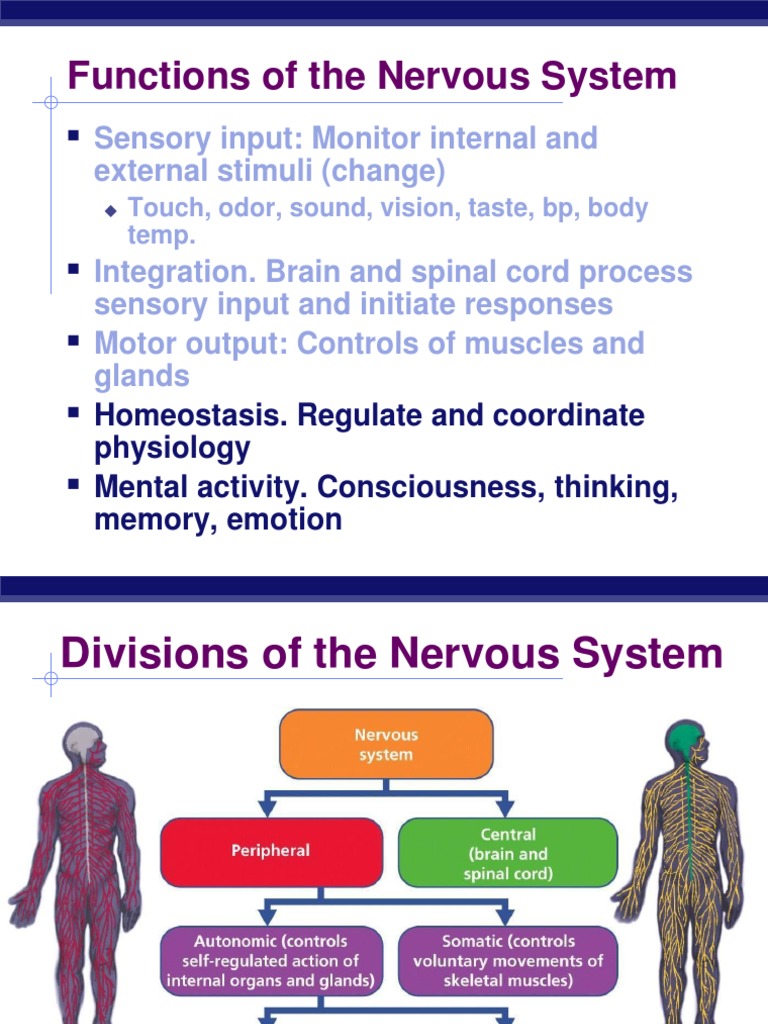 1 Nervous System Outlines | PDF | Chemical Synapse | Myelin