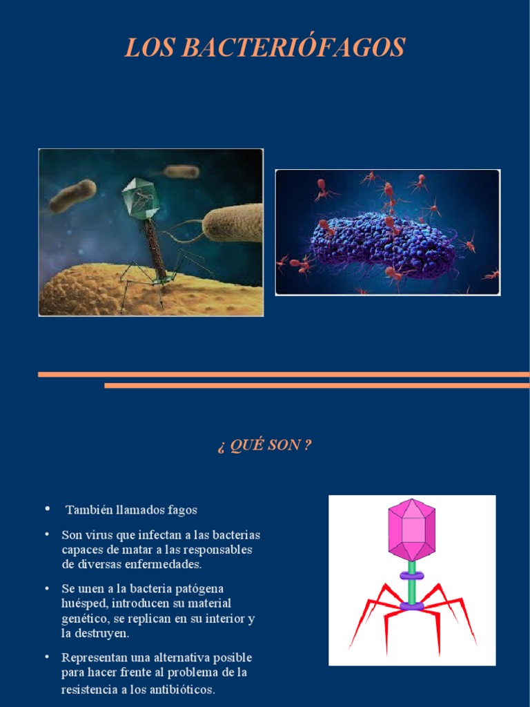 Estructura y ciclo de los bacteriófagos | PDF | Bacteriófago | Árbol de ...