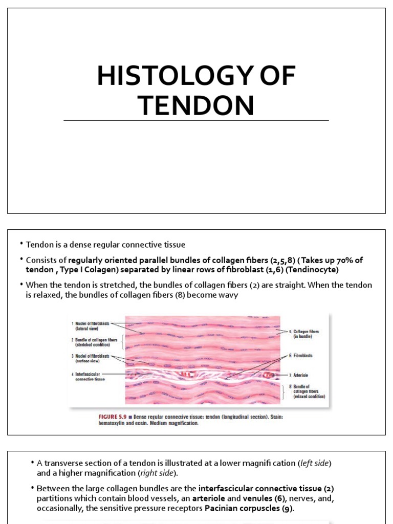 Histology of Tendon | PDF