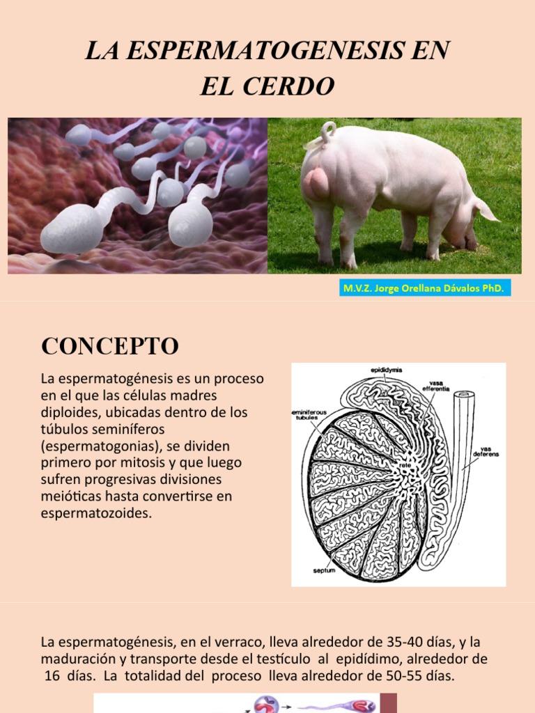 La Espermatogenesis en El Cerdo | PDF | Semen | Mamíferos machos